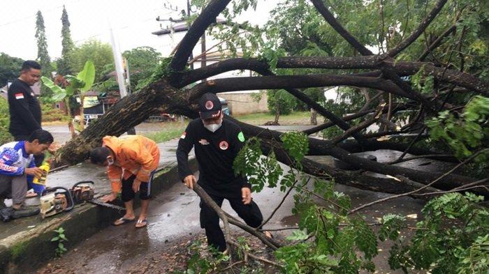 Diterjang Hujan dan Angin Ribut, Pohon Tumbang di Jalan Datu Nuraya ...