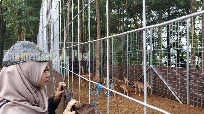 KalselPedia : Pulau Rusa di Tiwingan Jadi Tempat Wisata Baru ...