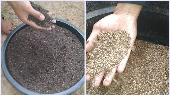 Limbah Sisa Makanan Ulat Maggot Jadi Pupuk Organik, Ini Kelebihannya ...