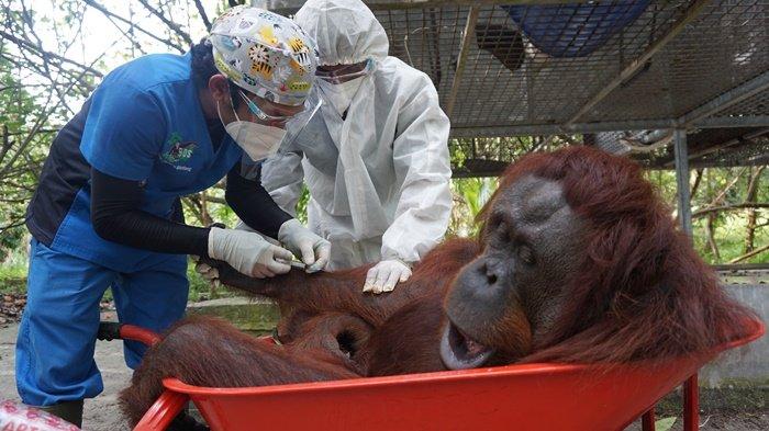 KaltengPedia - Profil Pusat Rehabilitasi Orang Utan Nyaru Menteng di Palangkaraya ...