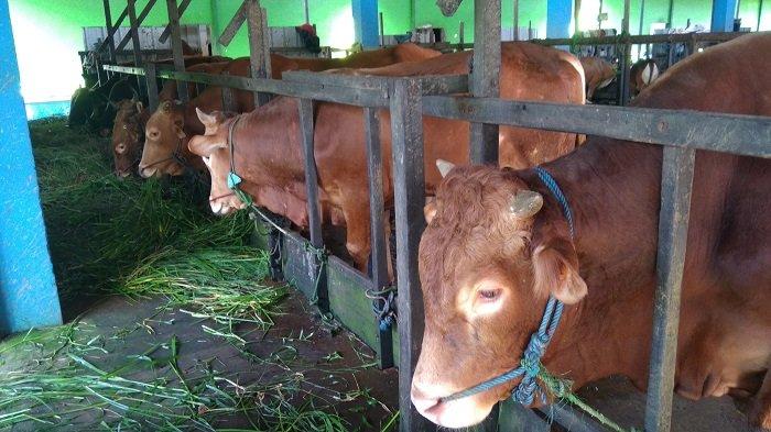 RPH Banjarmasin Alami Penurunan Daging Sapi Hingga 50 Persen ...