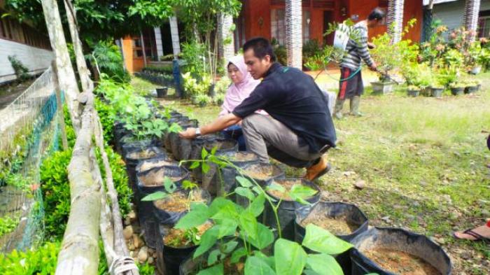 Manfaatkan Pekarangan Rumah untuk Bertanam - Banjarmasinpost.co.id