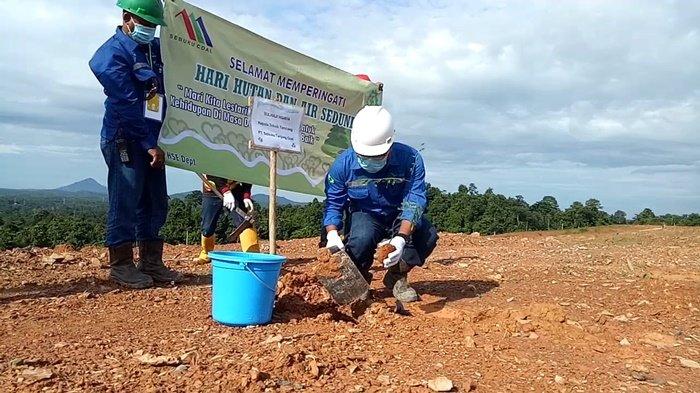 VIDEO Sebuku Coal Tanam Bibit Pohon pada Lahan Pascatambang di ...