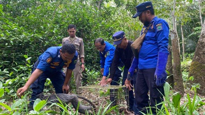 Tim Animal Rescue Damkar HSU Lepasliarkan Lutung Kelabu Tersengat ...