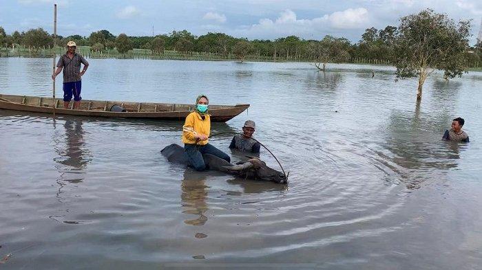 Berwisata di Kerbau Rawa Bati-bati, Dapatkan Momen Susur Rawa dengan ...