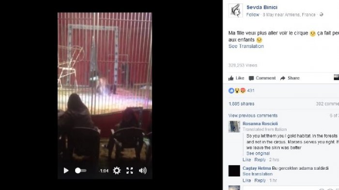 Saat Pertunjukan Sirkus, Singa Tiba-Tiba Gigit Leher Pelatihnya, Ini ...