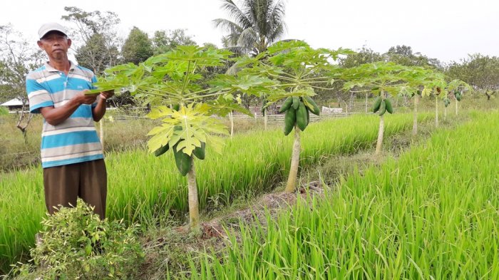 Kreatif, Tanam Tiga Tanaman Lain Disela-sela Areal Sawahnya, Begini ...