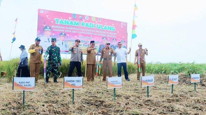 Panen Padi di Tengah Kemarau Panjang, Warga Siang Gantung Kabupaten HSS ...