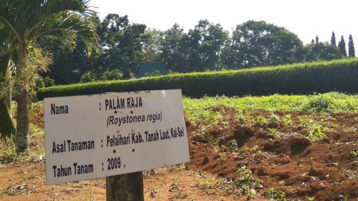 Di Taman Labirin Kabupaten Tala Terdapat Perkebunan dan Tanaman Langka ...