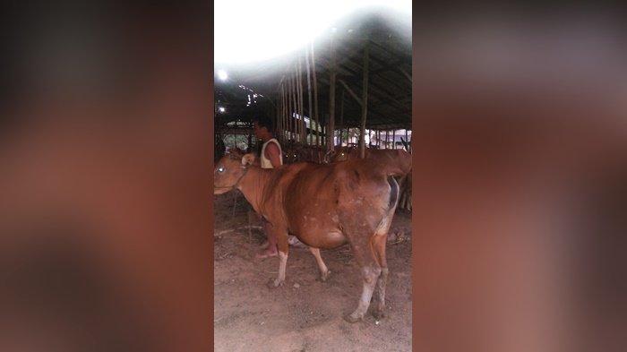 Operasi Sesar pada Ternak Sapi Minimal Ditangani Dua Orang, Ini Waktu ...