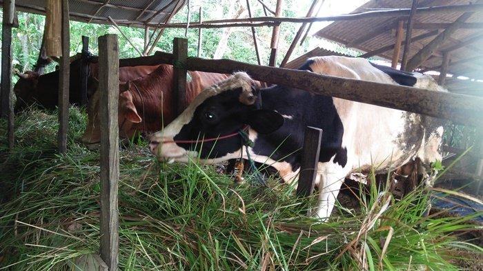 Faktor Sungsang hingga Kegedean Anakan Sebabkan Persalinan Ternak Sapi ...