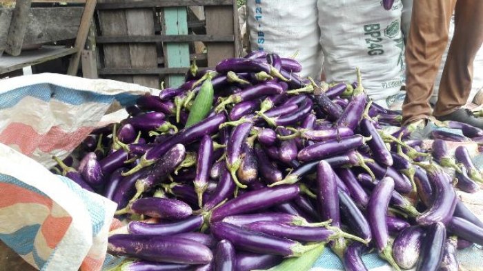 Khasiat dan Efek Samping Terong yang Wajib Kamu Ketahui, Salah Satunya ...