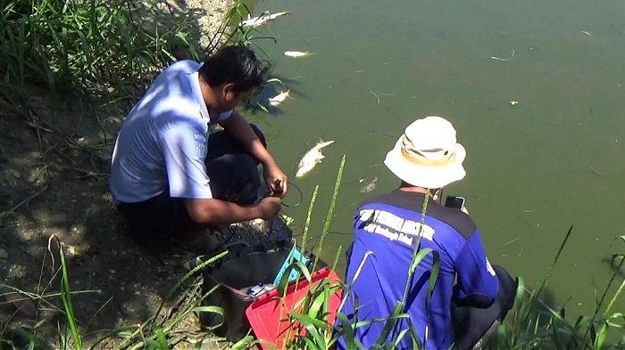 Petani Ikan di Sungaibatang Alami Kerugian Jutaan Rupiah, Dalam Sehari ...
