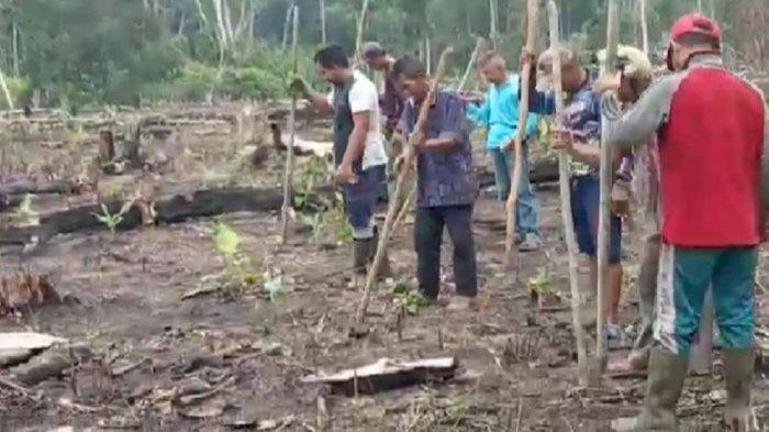 Kebakaran Lahan Menggerus Manugal, Cara Bertani Khas Dayak yang ...