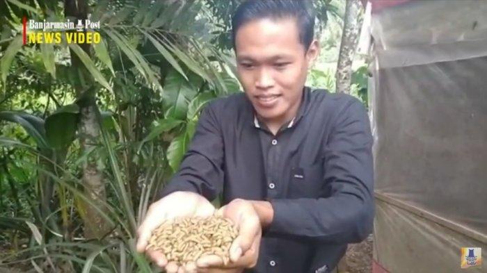 VIDEO Empat Anak Muda Di Kabupaten Tabalong Sukses Budidayakan Ulat ...