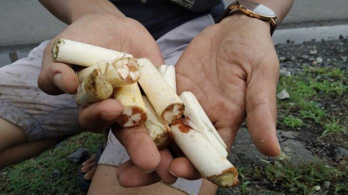 Selain Bahan Kerajinan Tangan, Batang Muda Rotan Bisa Dikonsumsi hingga ...
