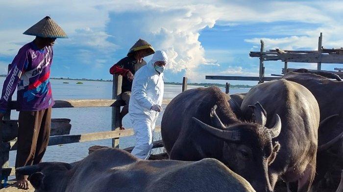 Pemerintah Tetapkan Darurat Penyakit Mulut dan Kuku, Berikut Lima ...