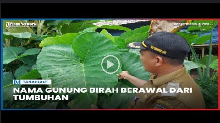 NEWSVIDEO Berawal dari Tumbuhan, Inilah Penamaan Gunung Birah di ...