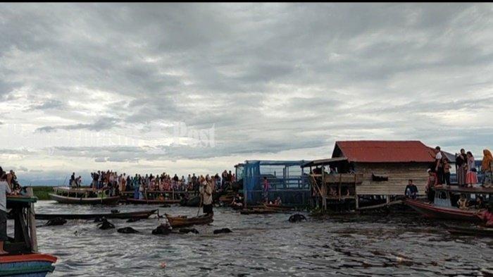 Menyaksikan Kerbau Rawa Berenang Menuju Kalang di Daha Kabupaten HSS ...
