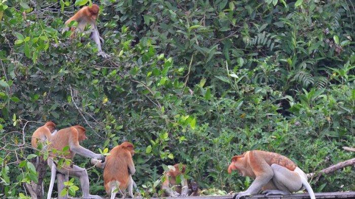 Pesona Stasiun Riset Bekantan Pulau Curiak Batola Kalsel - BanjarmasinPost Travel