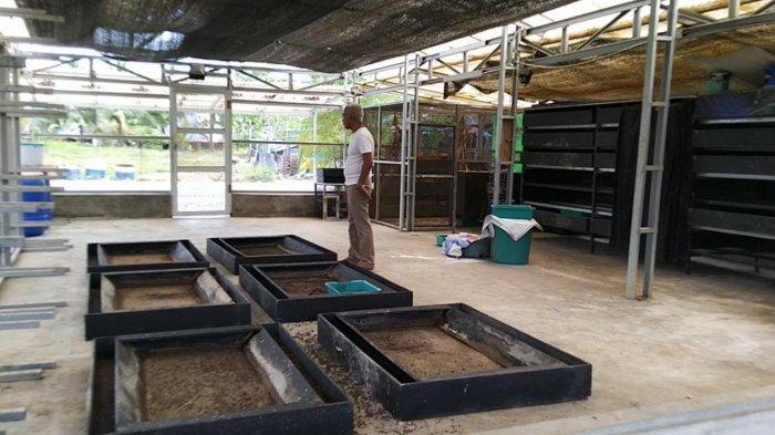 Wisata Kalsel, Melihat Langsung Usaha Budidaya Ulat Maggot di Kabupaten ...
