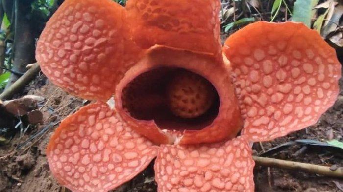 68 Bunga dari Lima Jenis Rafflesia Mekar di Hutan Bengkulu, Sepanjang ...