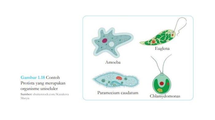 Kunci Jawaban IPA Kelas 8 Kurikulum Merdeka Halaman 26, Sebutkan Contoh ...
