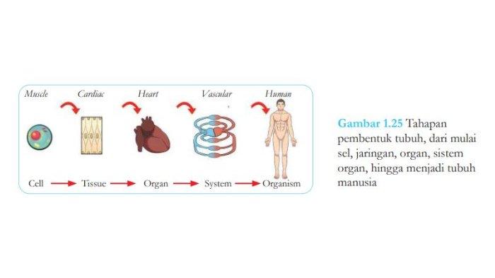 Kunci Jawaban IPA Kelas 8 Kurikulum Merdeka: Organ, Sistem Organ, Sel ...