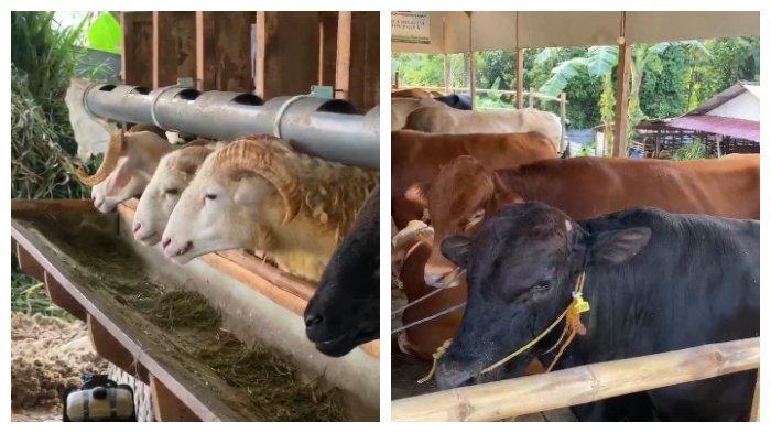 Mulai Rp2 Jutaan! Ini Harga Kambing Kurban 2025 di Bandung Raya dan Bogor Raya Terbaru - Halaman ...
