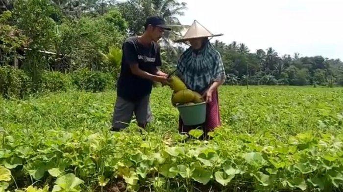Raup Cuan saat Ramadan, Petani Kampung Citundun Terima Pesanan Dua Ton ...
