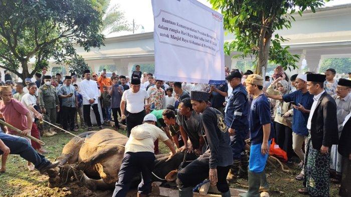 Kisah PJ Gubernur Banten, Lima Kali Sembelih Sapi 'Presiden' untuk ...