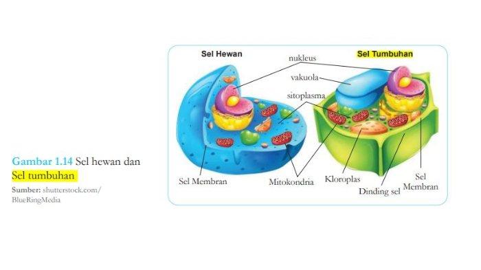 Kunci Jawaban IPA Kelas 8, Sebutkan Tiga Bagian dari Sel Tumbuhan yang ...