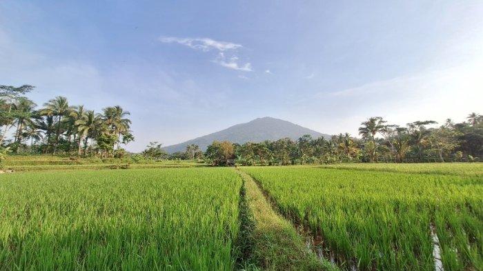 Potret Keindahan Sawah di Pandeglang Banten Berlatar Gunung Pulosari ...