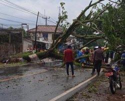 Dua Pohun Tumbang Imbas Hujan Deras dan Angin Kencang yang Menerpa Lebak - Tribunbanten.com