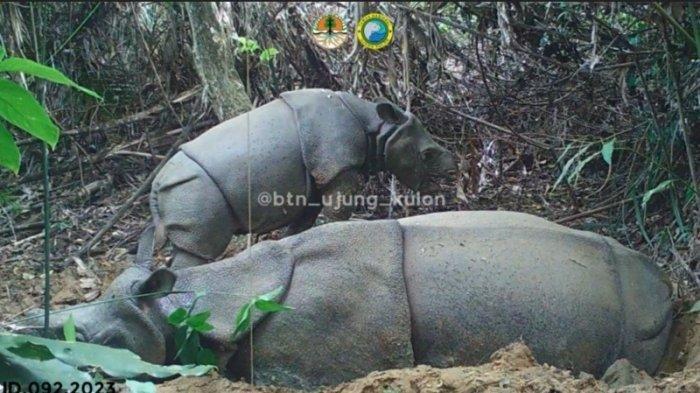 Begini Cara Suhendi Cs Bantai 6 Badak Jawa di Ujung Kulon, Culanya ...