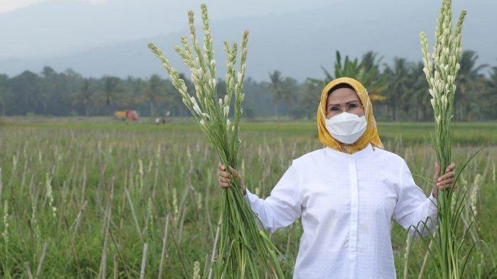 Bakal Jadi Agrowisata yang Terpadu dengan Anyer-Cinangka, Wisatawan ...