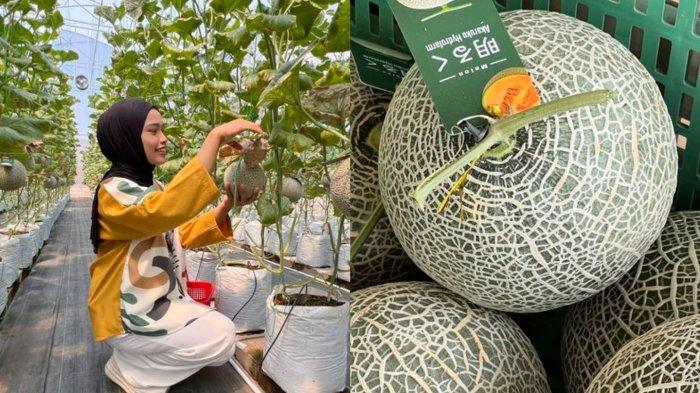 Ada Wisata Kebun Buah Melon Akaruku di Tangerang, Ini Jam Buka dan ...