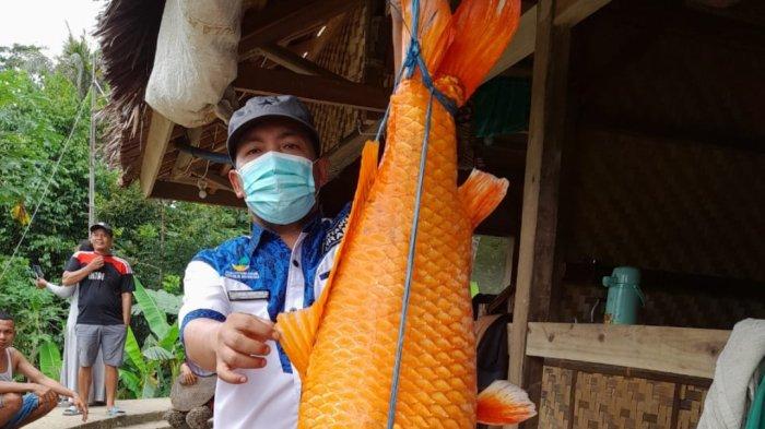 Heboh Penemuan Ikan Mas Raksasa dari Situ Bersejarah di Lebak, Ini ...