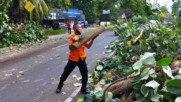 Hujan Disertai Angin, Belasan Pohon Tumbang di Cilegon, Berikut Daftar ...