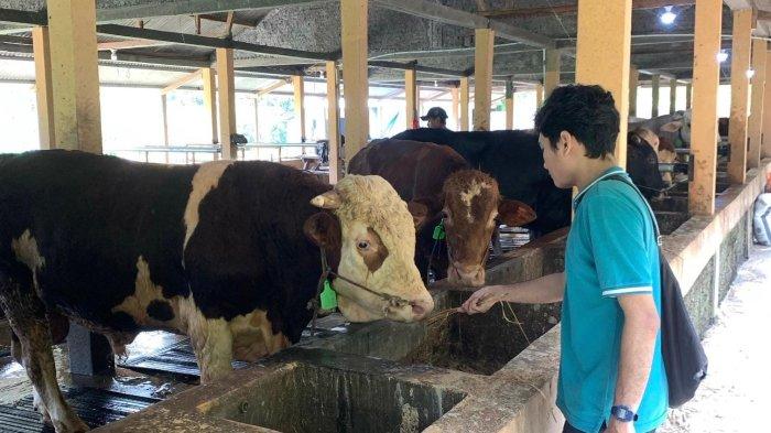Pedagang Hewan Kurban di Kota Cilegon Mulai Menjamur Jelang Hari Raya Idul Adha 1446 H, Cek ...