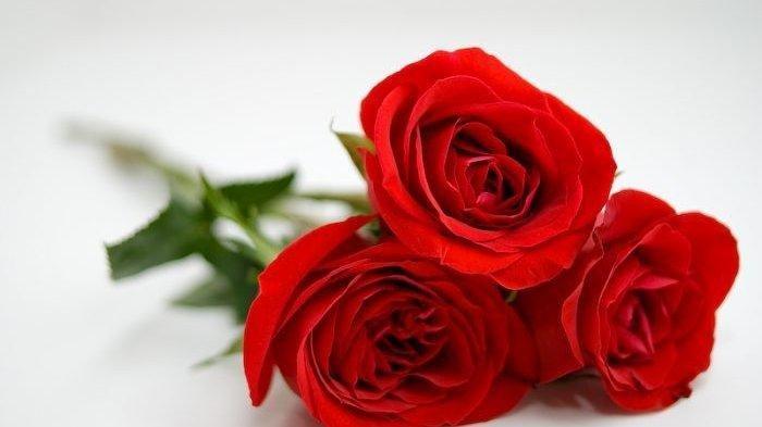 5 Arti Warna Bunga Mawar, serta Perbedaannya dan Jangan Sampai Salah ...