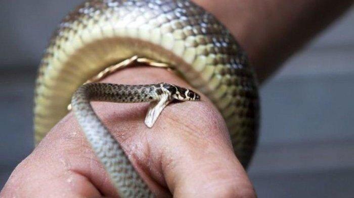 Geger! Ular Piton 3 Meter di Kota Serang Tiba-tiba Muncul dari ...