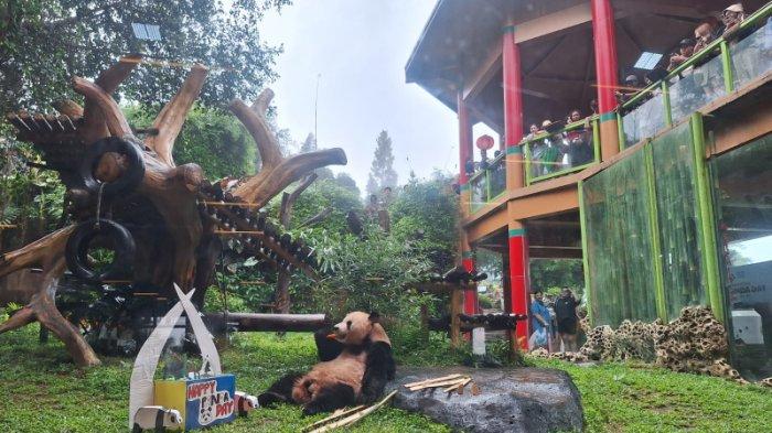 2 Panda Raksasa Cai Tao dan Hu Chun Bakal Tampil di Istana Taman Safari ...