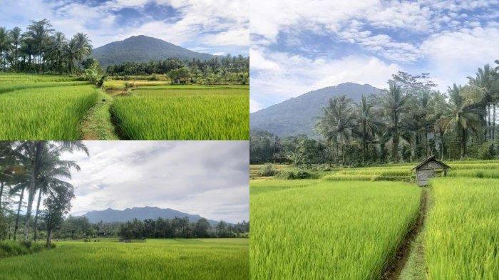 Wisata Murah Meriah, Menyusuri Keindahan Pesawahan-Pegunungan di ...