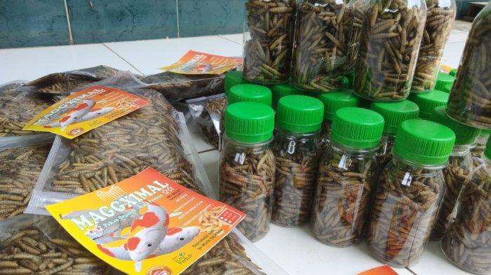 Pendapatan Kelompok Ijo Muda Sejahtera Tangerang Naik 10 Kali Lipat ...