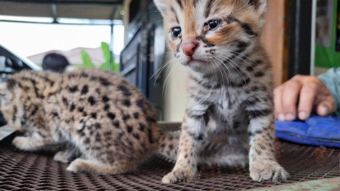 16 Jenis Kucing Lengkap dengan Karakter dan Harga dari Ratusan hingga ...