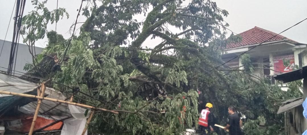 Hujan dan Angin Kencang Tumbangkan Pohon Besar di Lebak: Timpa Dua Warung Warga! - Tribunbanten.com