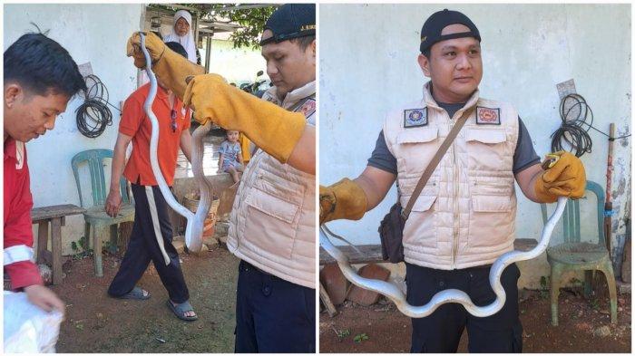 Ular Bajing 2 Meter Tiba-tiba Muncul di Rumah Warga Sidareja, Cilacap ...