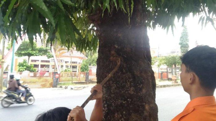 Pecinta Alam di Banjarnegara Cabuti Paku di Pohon Sampai Terkumpul 12 ...