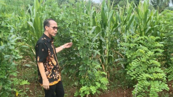 Sedang Dikembangkan di Cilacap, Dua Tanaman Ini Bisa Jadi Pengganti ...